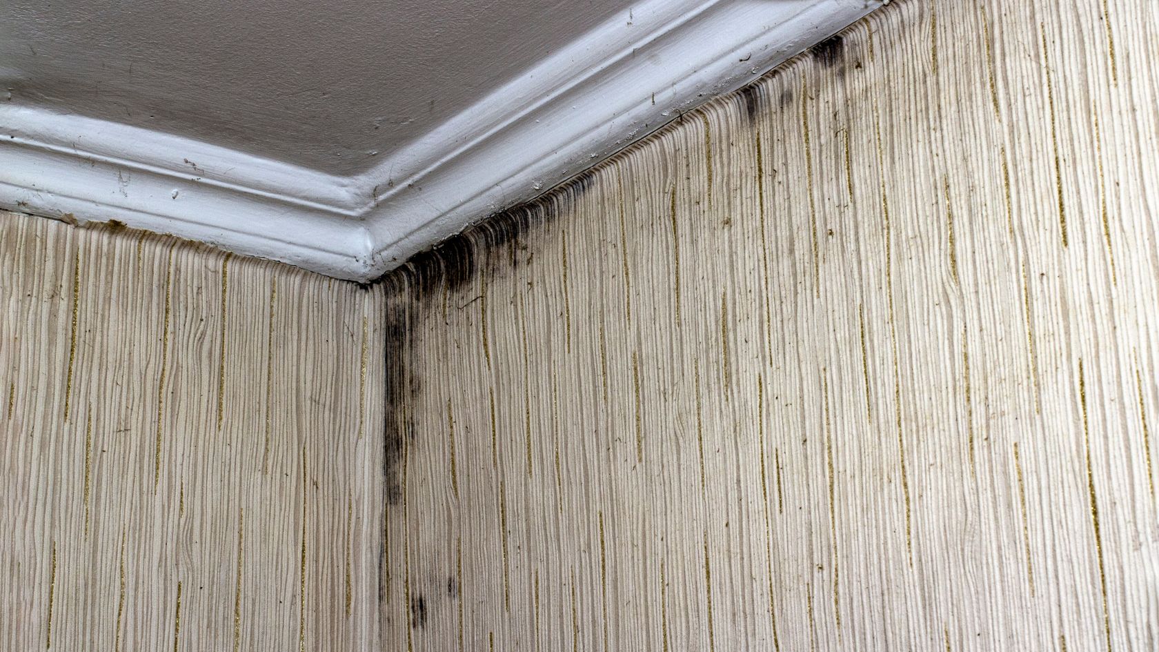 Black Mold and Your Health: Is it Safe to Sleep in a House with Black ...